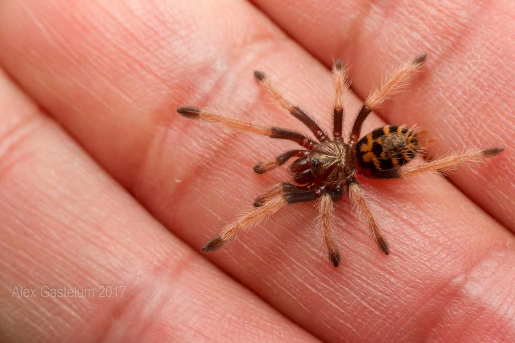 Tarantula Haven – A site for tarantula enthusiasts.