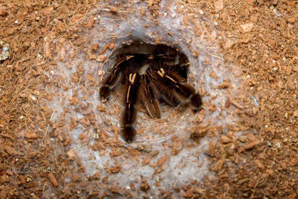 So You Want A Tarantula – Tarantula Haven